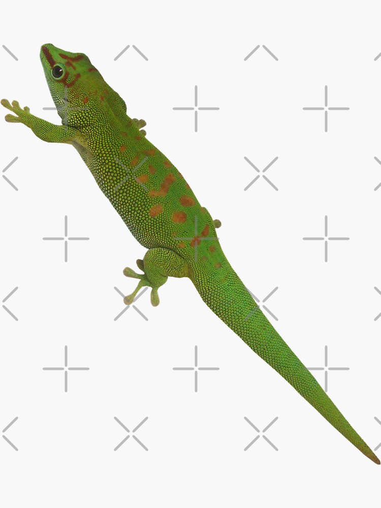 Day Gecko Sticker For Sale By Misimichu Redbubble
