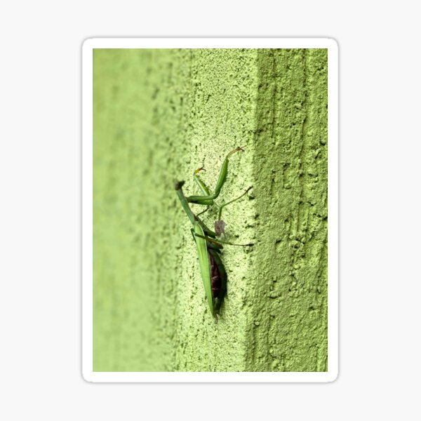 "Mantodea -Praying mantis " Sticker for Sale by SaintAlimpije | Redbubble