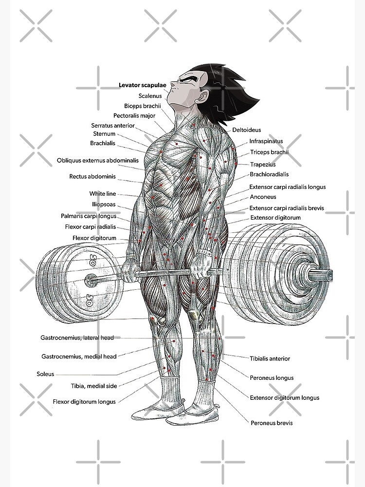 "Deadlift Muscle Chart - Anatomy Diagram - Anime Gym Motivational ...