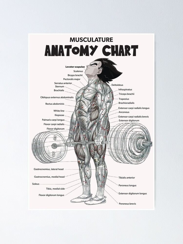 "Deadlift Muscle Chart - Anatomy Diagram - Anime Gym Motivational ...