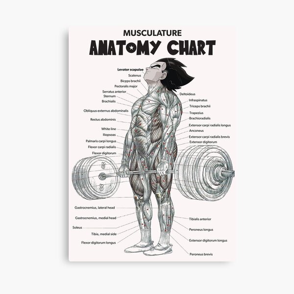 "Deadlift Muscle Chart - Anatomy Diagram - Anime Gym Motivational ...