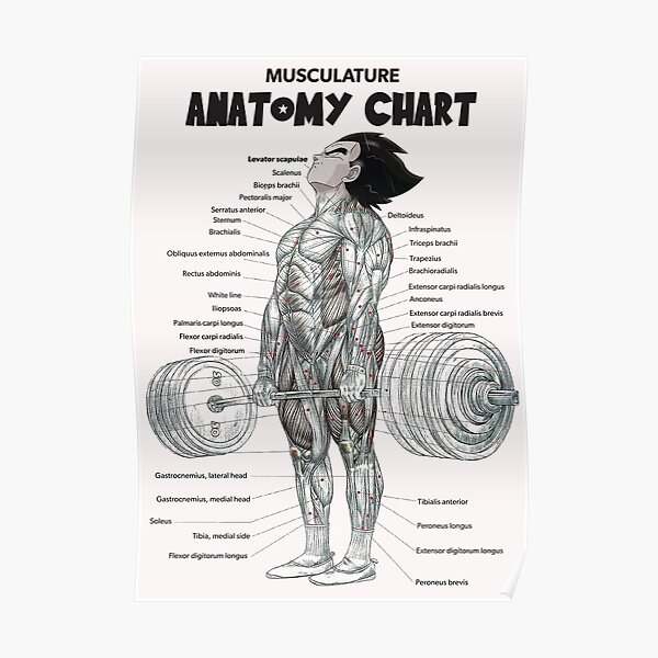 "Deadlift Muscle Chart - Anatomy Diagram - Anime Gym Motivational ...