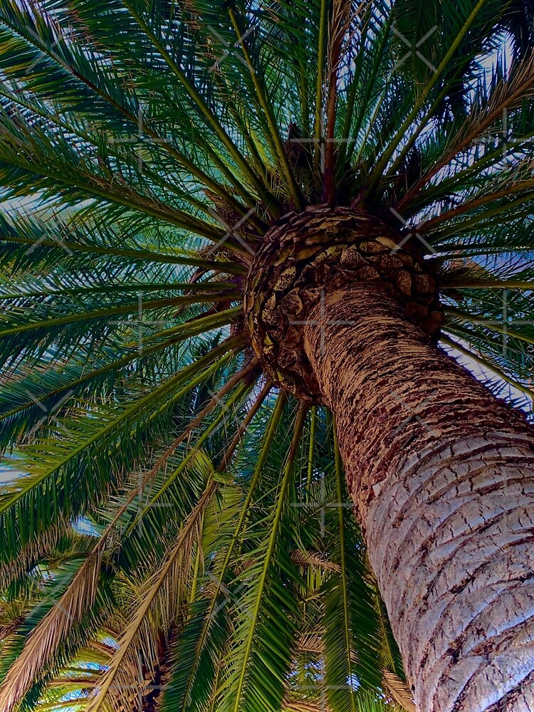 "Santa Monica Palm Tree" Poster for Sale by byraquelesma | Redbubble