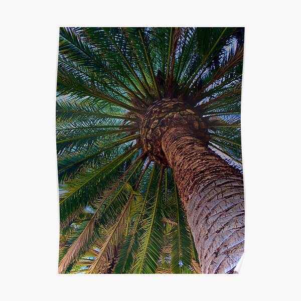 "Santa Monica Palm Tree" Poster for Sale by byraquelesma | Redbubble