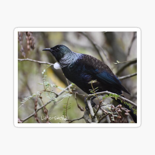 "Tui bird" Sticker for Sale by ListerSWENZ | Redbubble