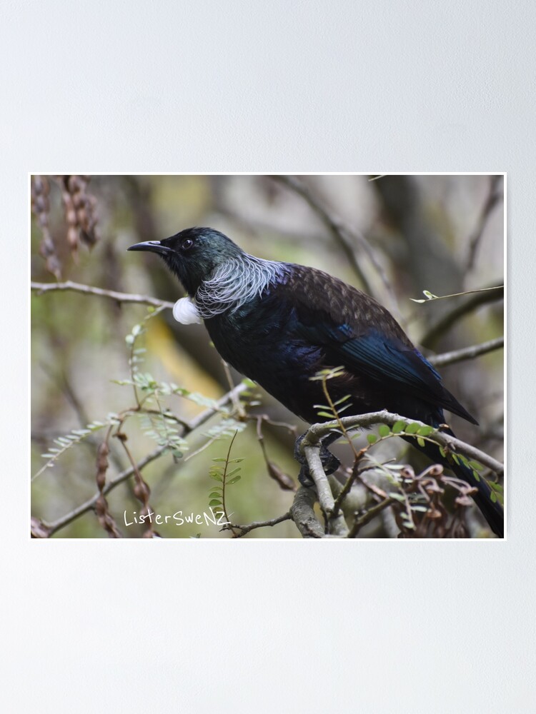 "Tui bird" Poster for Sale by ListerSWENZ | Redbubble