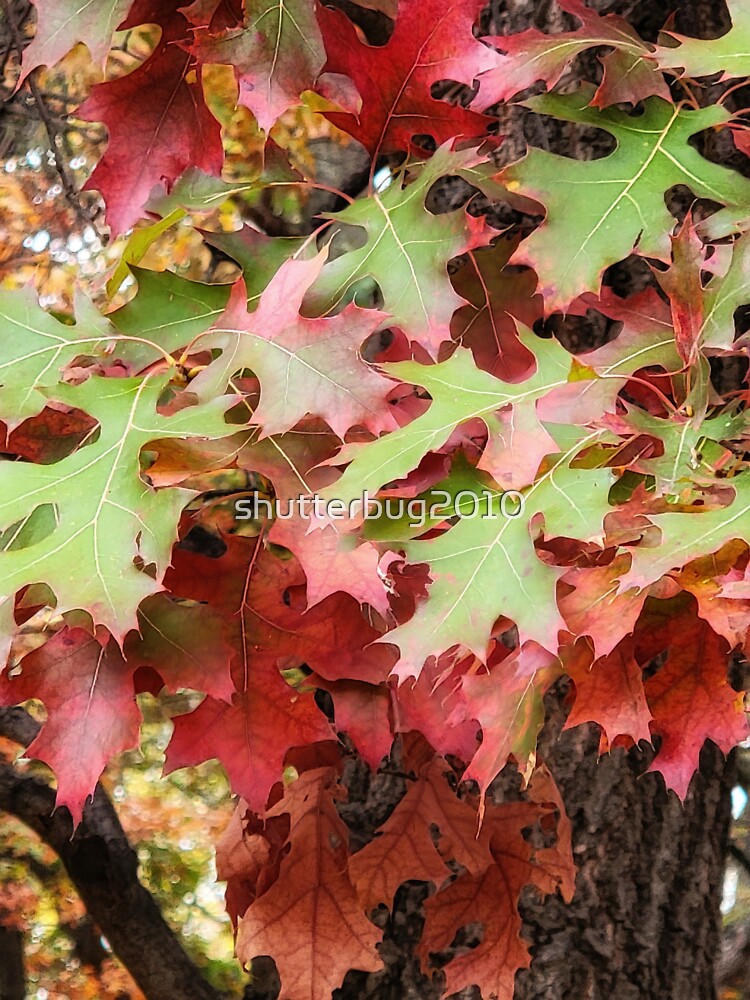 "Transition" Sticker for Sale by shutterbug2010 | Redbubble