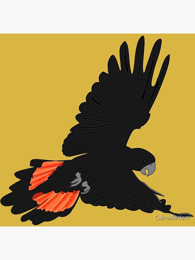 Red Tailed Black Cockatoo Poster For Sale By Cairnsbirders Redbubble