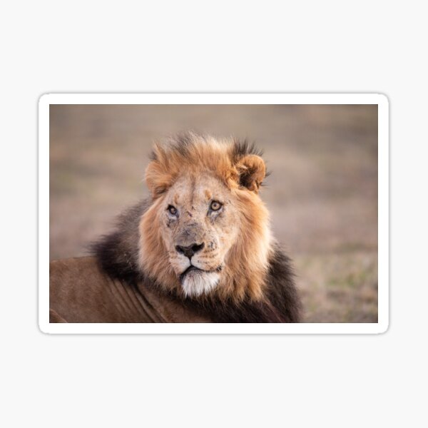"Male Lion" Sticker for Sale by SpringersArt | Redbubble