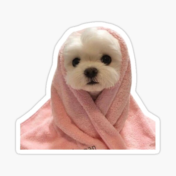 "Dog Meme Sticker Pack" Sticker for Sale by troengg | Redbubble