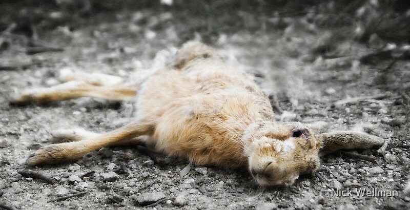 "Dead Rabbit" by Nick Wellman | Redbubble