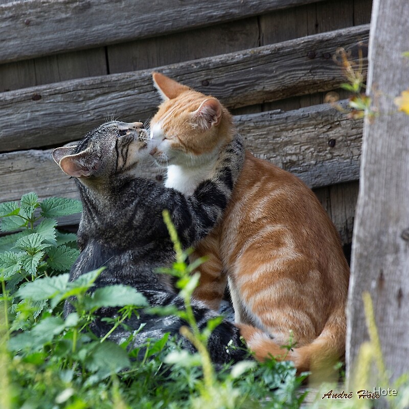 "Furry cuddle" by Andre Hote | Redbubble