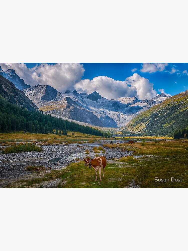"Grazing Season For Swiss Cows At Alpine Country In Switzerland - This ...