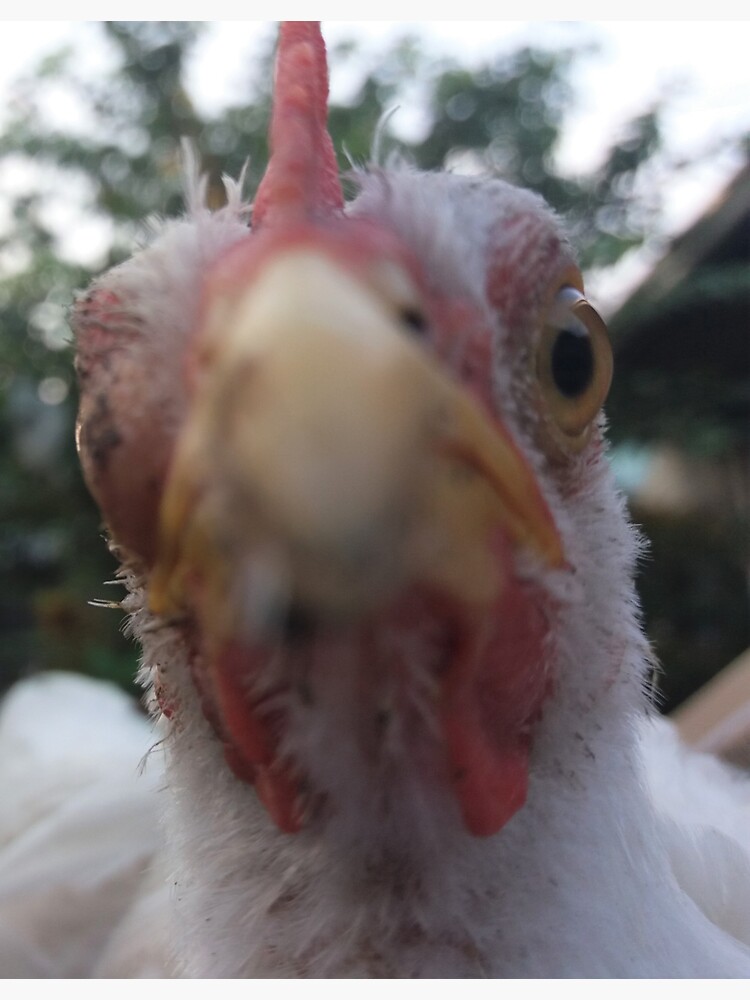 "Angry Chicken" Sticker for Sale by dachshund34 | Redbubble