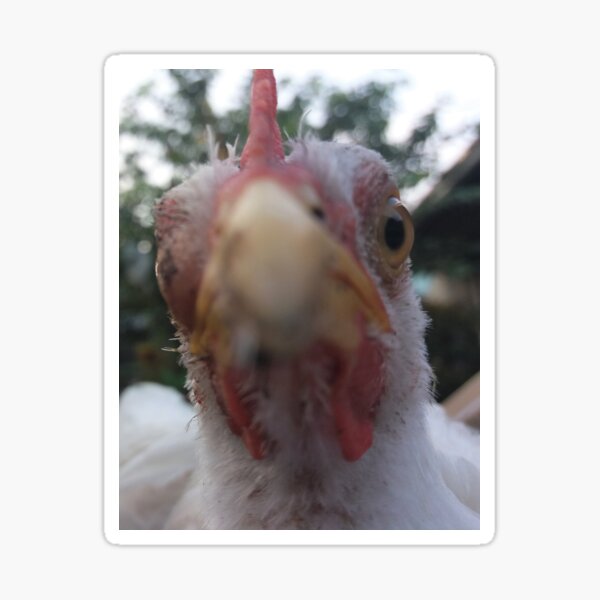 "Angry Chicken" Sticker for Sale by dachshund34 | Redbubble