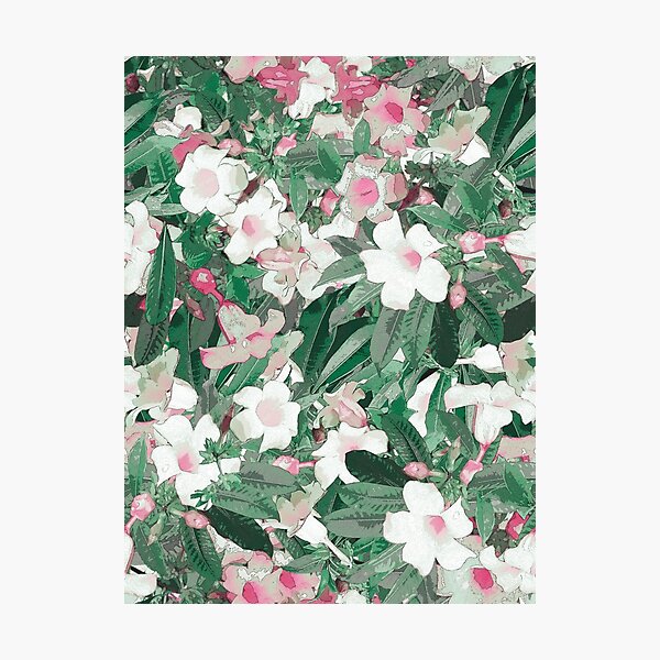 Alamanda Gifts & Merchandise for Sale | Redbubble