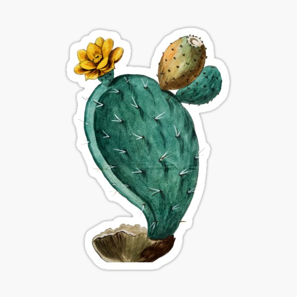 "Aesthetic Vintage Cactus Drawing" Sticker for Sale by cerenalkan ...