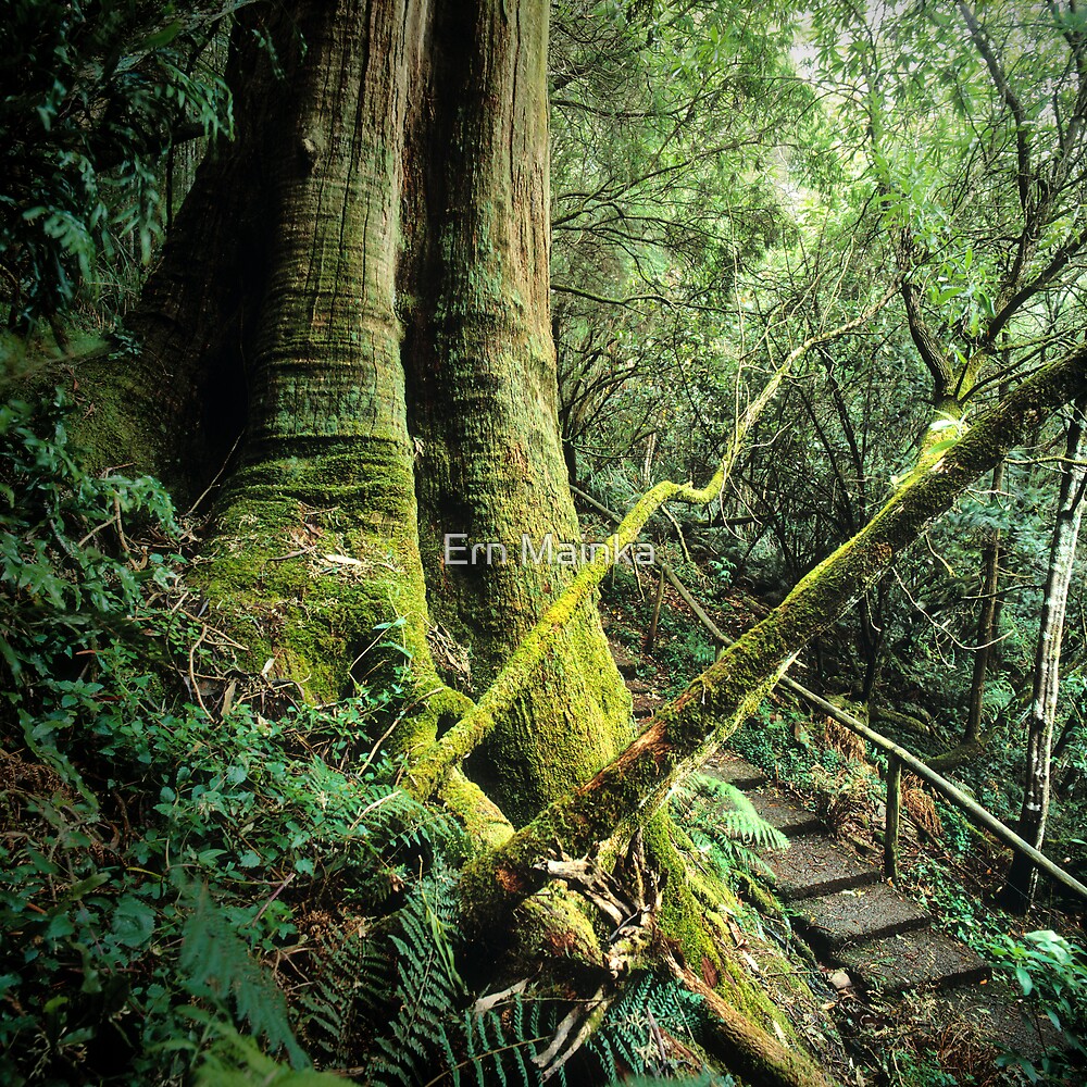 "'The One Thousand Steps' Dandenong Ranges NP." by Ern Mainka | Redbubble