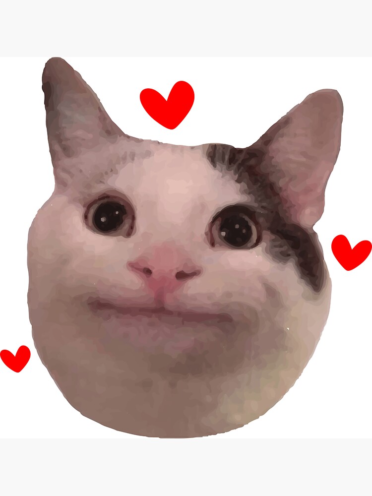 Lindo Meme De Gatito