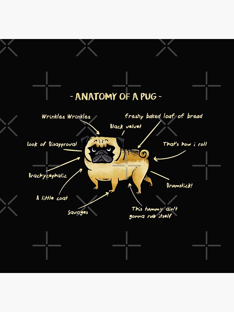 "Anatomy of A Pug" Poster for Sale by Huebucket | Redbubble