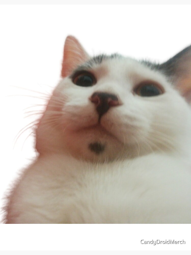 "Funny Cat Looking At You Meme" Poster for Sale by CandyDroidMerch ...