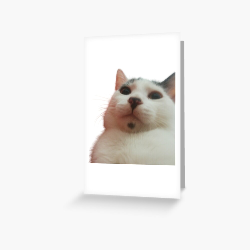 "Funny Cat Looking At You Meme" Greeting Card for Sale by ...