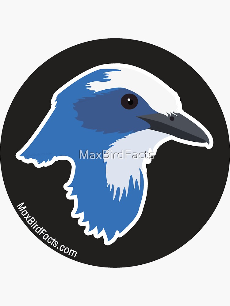 "Florida Scrub-Jay" Sticker for Sale by MaxBirdFacts | Redbubble