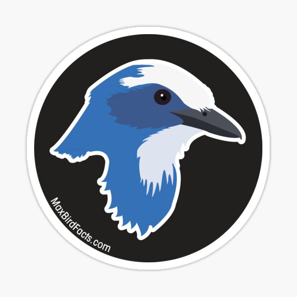 "Florida Scrub-Jay" Sticker for Sale by MaxBirdFacts | Redbubble