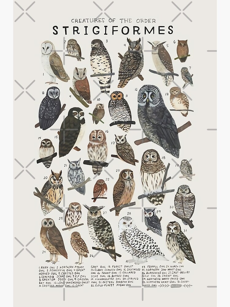 "Creatures of the order Strigiformes" Poster for Sale by spaulettesart ...