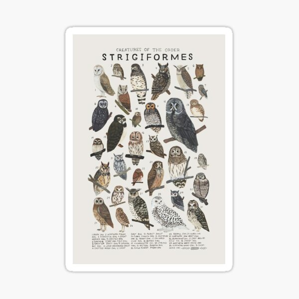 "Creatures of the order Strigiformes" Sticker for Sale by spaulettesart ...