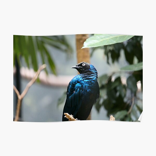"A Blue Bird" Poster for Sale by emilyperpich | Redbubble