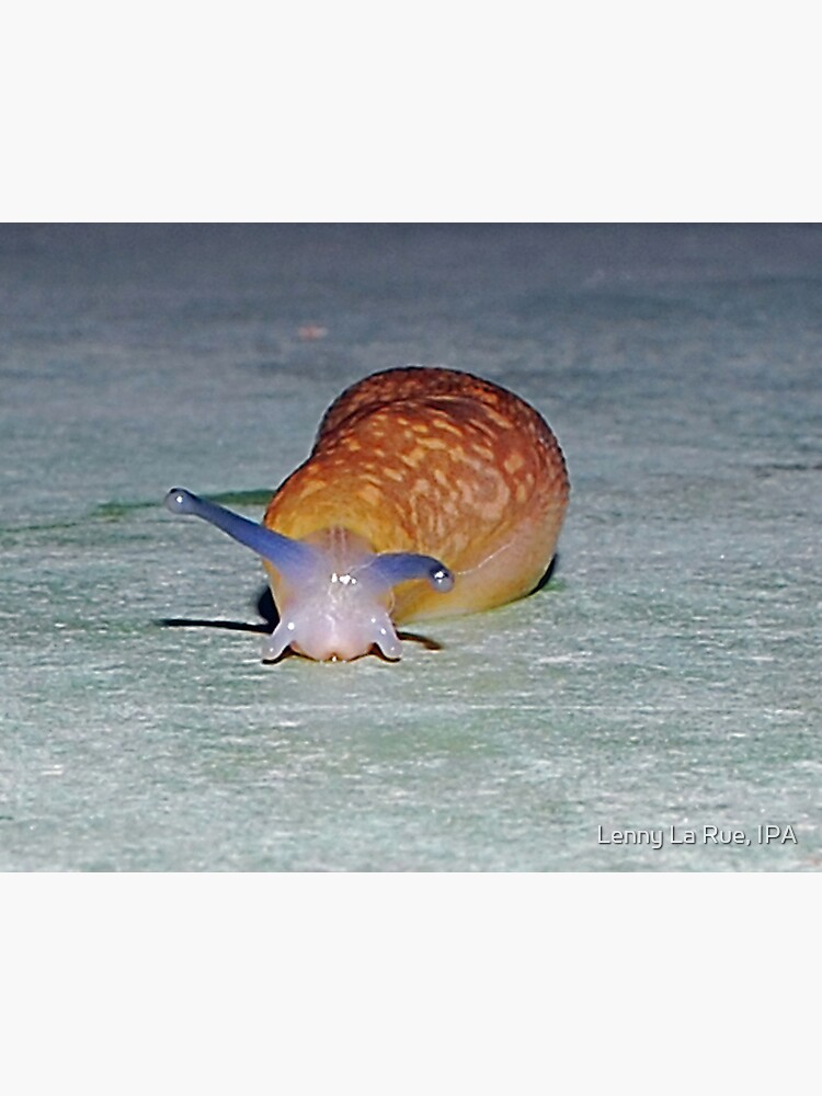 "face-to-slug face" Poster for Sale by Lenny7 | Redbubble