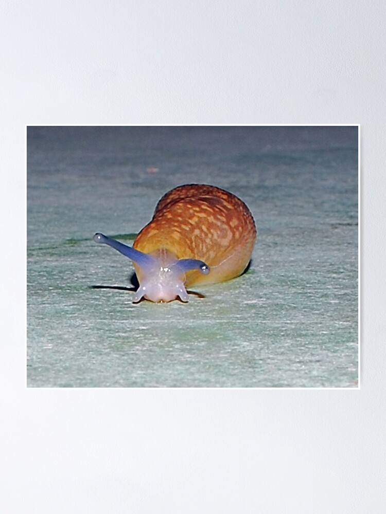 "face-to-slug face" Poster for Sale by Lenny7 | Redbubble