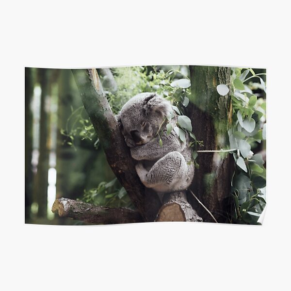 "Save the Koalas, Sleeping Koala, Australian Wildlife " Poster for Sale ...