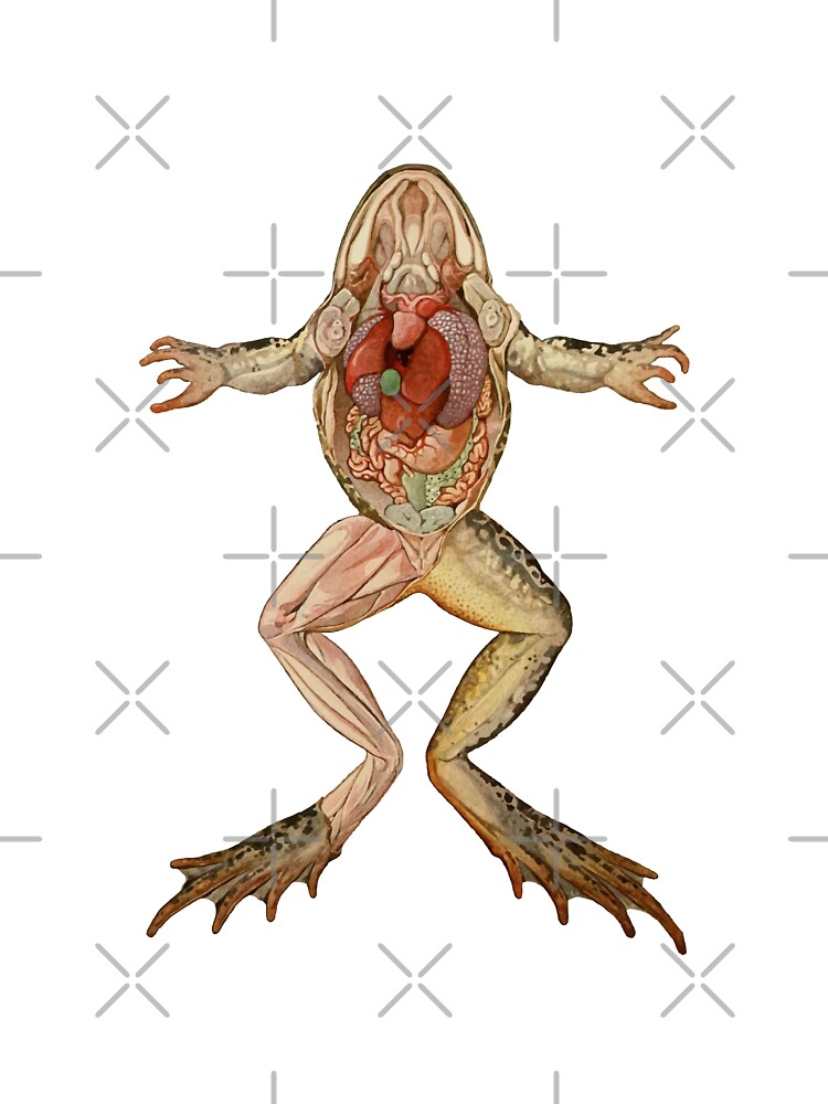Frog Anatomy