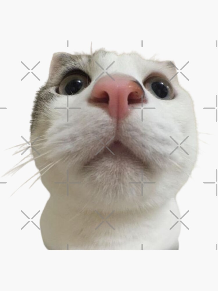 " Cat Meme Sticker Pack" Sticker for Sale by troengg | Redbubble