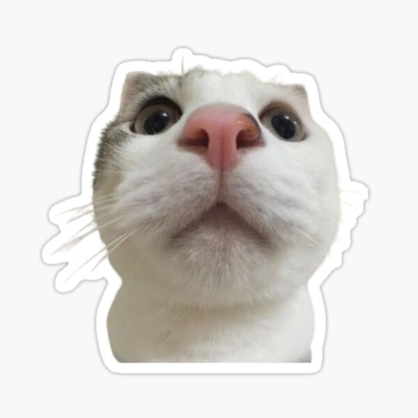 " Cat Meme Sticker Pack" Sticker for Sale by troengg | Redbubble