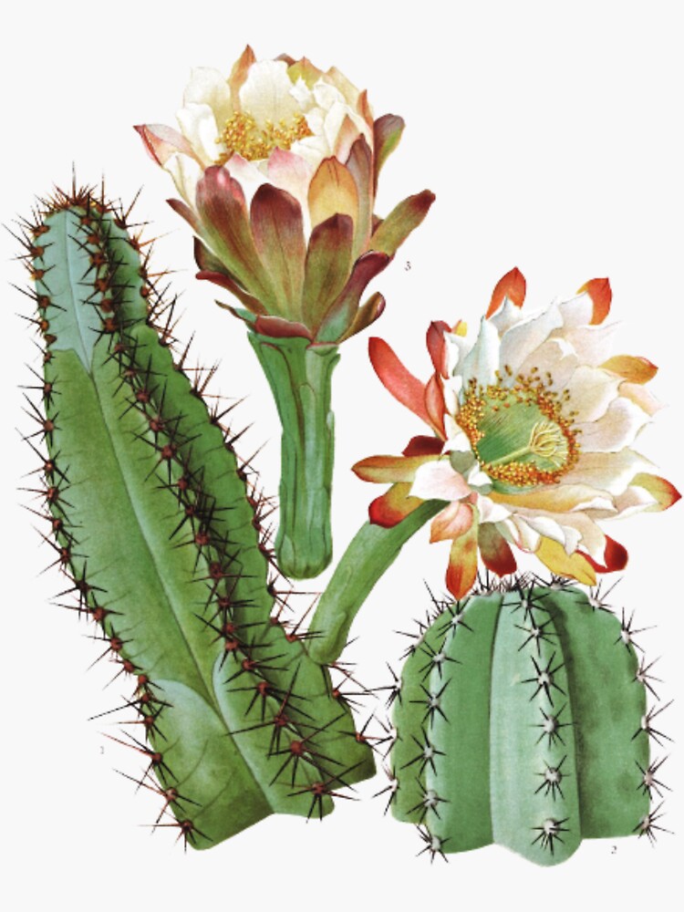 " vintage snapdragons" Sticker for Sale by SpookNFTS | Redbubble