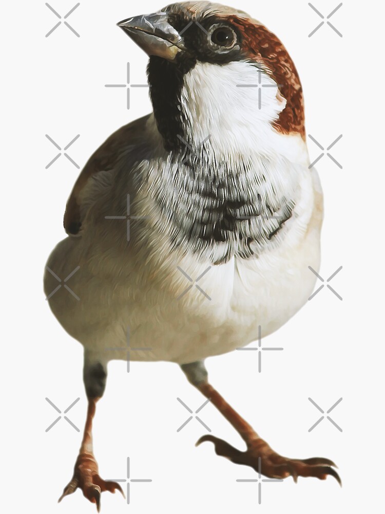 "Italian Sparrow - Bird" Sticker for Sale by CritterSticker | Redbubble