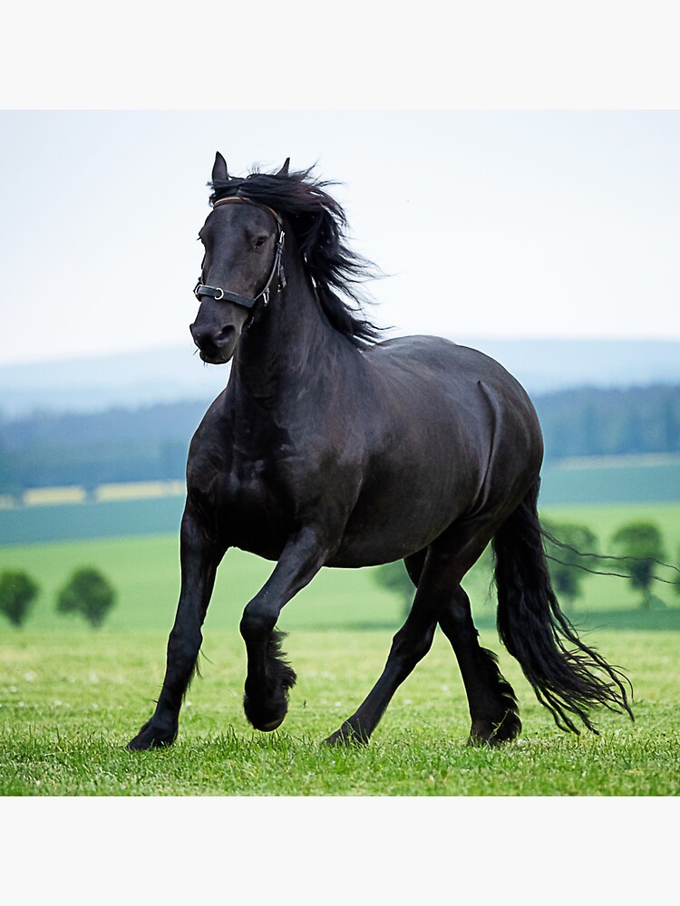 Sticker for Sale mit "Süßes Pferd schwarz - galoppierend - schwarzes ...