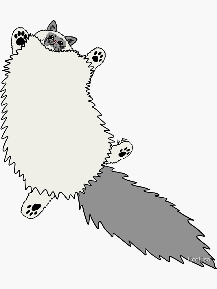 "Fluffy Ragdoll Cat Stretch - Soft Grey Point Ragdoll Cat - Cherry ...