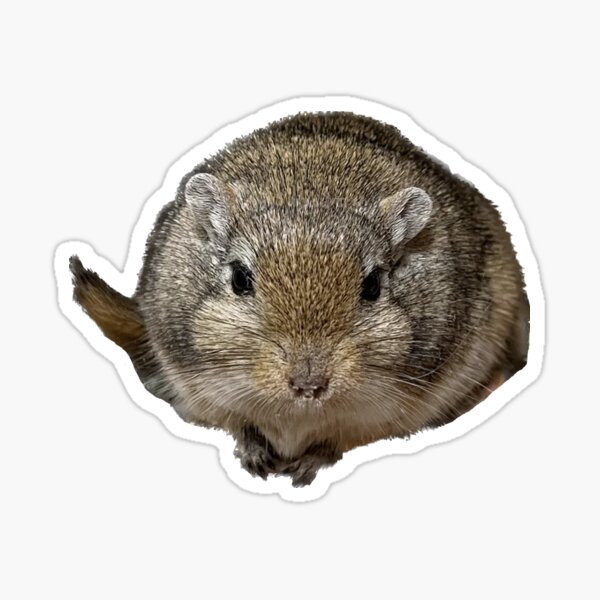 "My Brown Gerbil Named Rex 2" Sticker for Sale by GreasyGerbil | Redbubble