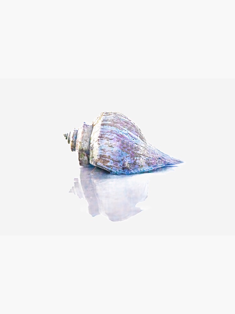 "Reflective shell" Sticker for Sale by ShootsByGrace | Redbubble