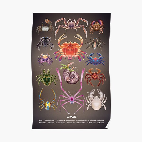 "Crabs Plate" Poster for Sale by franzanth | Redbubble