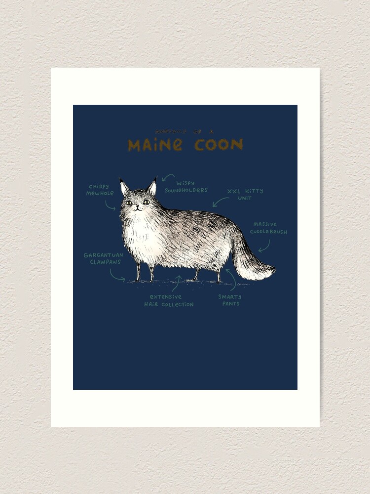 "Anatomy Of A Maine Coon Classic Ca Cat For Men Women Cat Owner Cat Mom ...