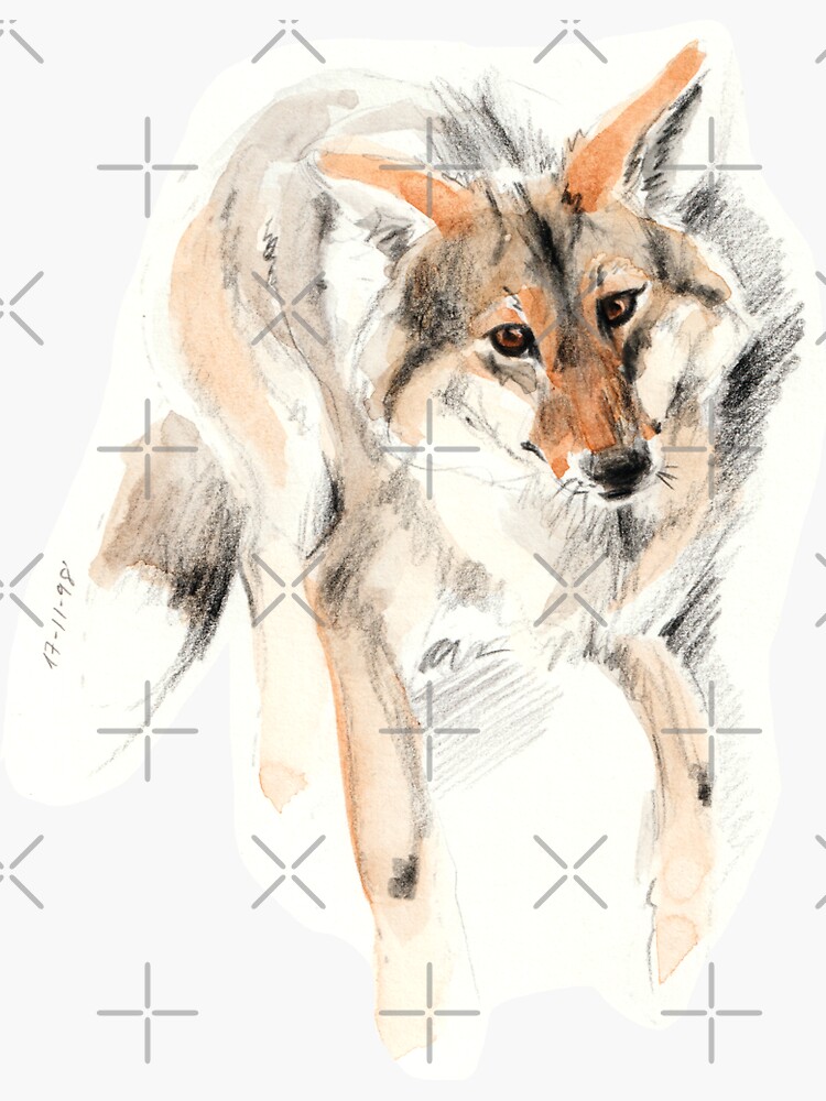 "Coyote sketch" Sticker for Sale by belettelepink | Redbubble