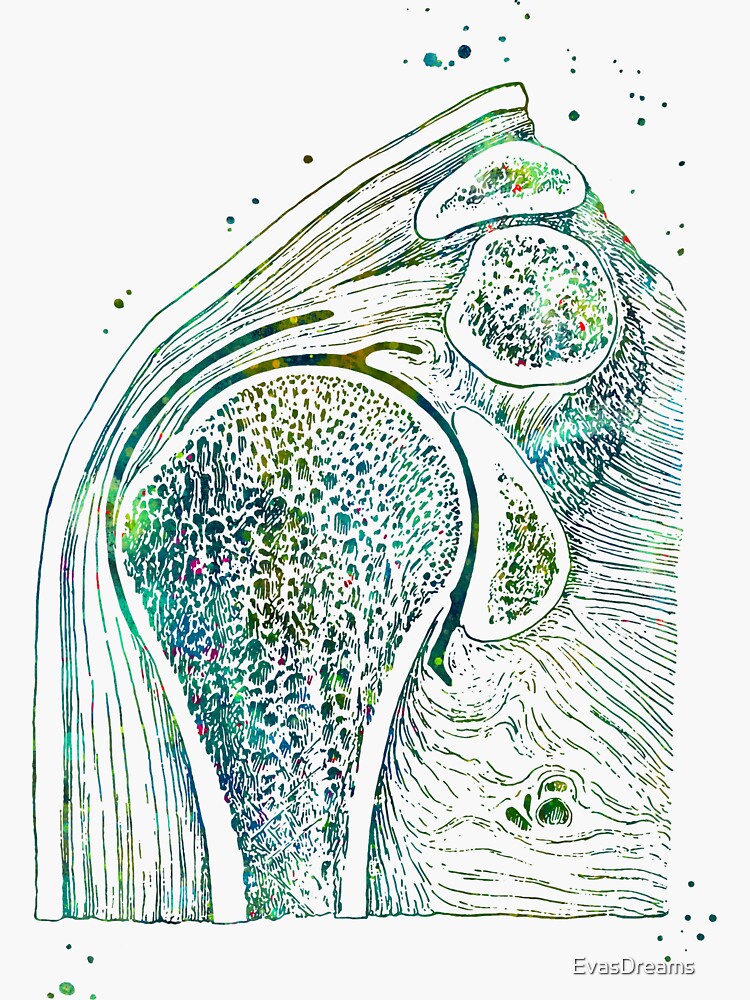 "Shoulder Joint Section" Sticker for Sale by EvasDreams | Redbubble