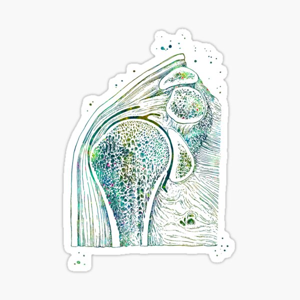 "Shoulder Joint Section" Sticker for Sale by EvasDreams | Redbubble