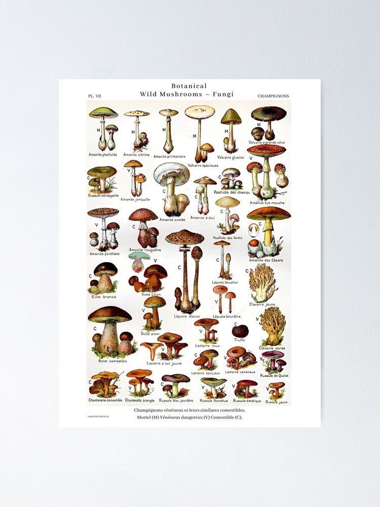 "Vintage botanical wild mushroom fungi edible and dangerous color ...