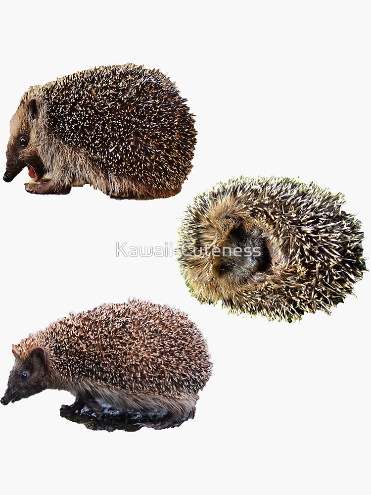 "Hedgehogs Pack" Sticker for Sale by Kawaii-Cuteness | Redbubble